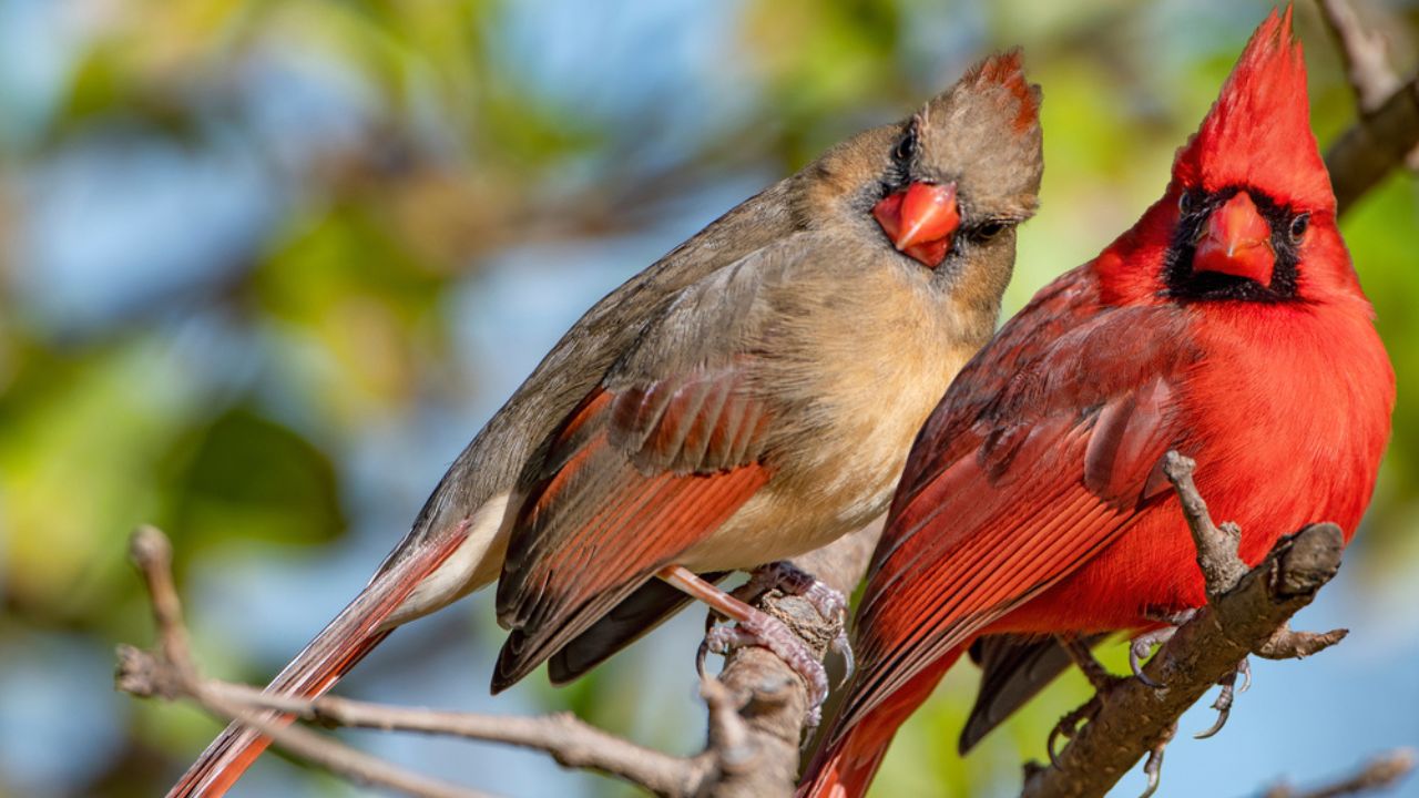 19 Red Birds That Will Bring Charm to Your Garden