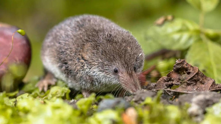 10 fascinating mammals that are small enough to fit on your palm