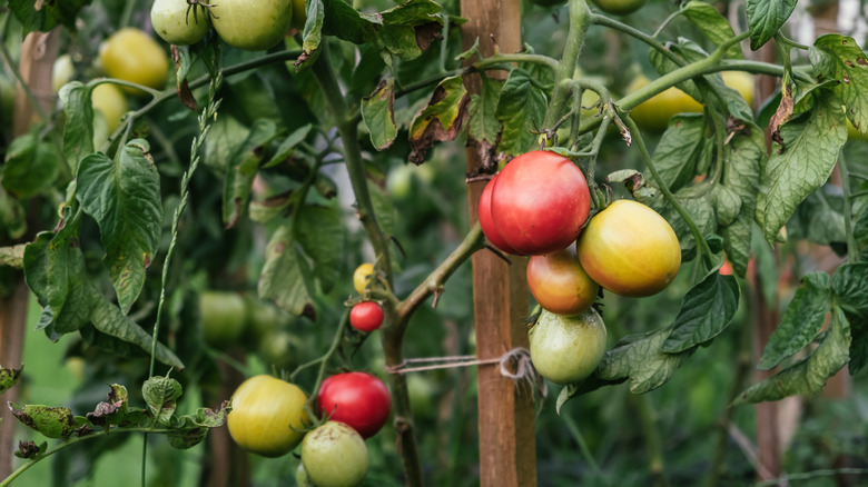 Skip The Traditional Tomato Cage And Try These 13 Alternatives To ...