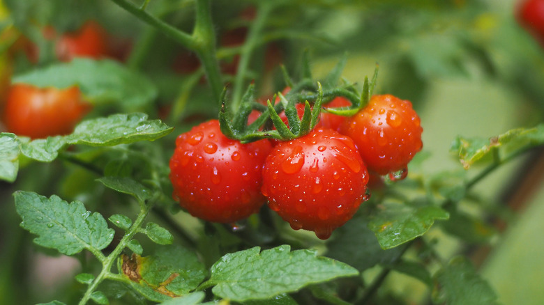 Skip The Traditional Tomato Cage And Try These 13 Alternatives To ...