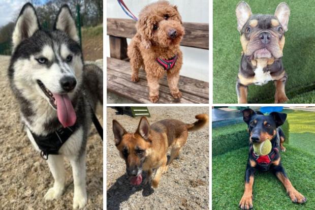 Five dogs looking for their forever home from Many Tears Rescue
