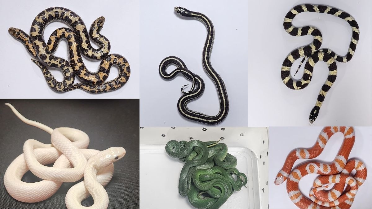 16 live snakes seized from Bangkok flyer at Mumbai airport