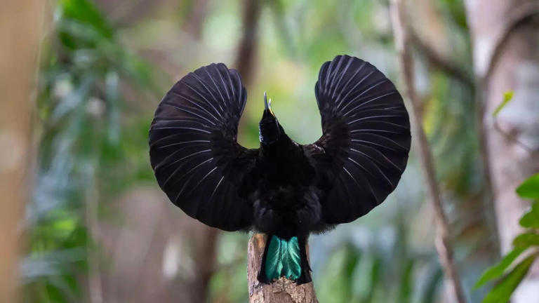 9 birds that perform the most unique mating dances