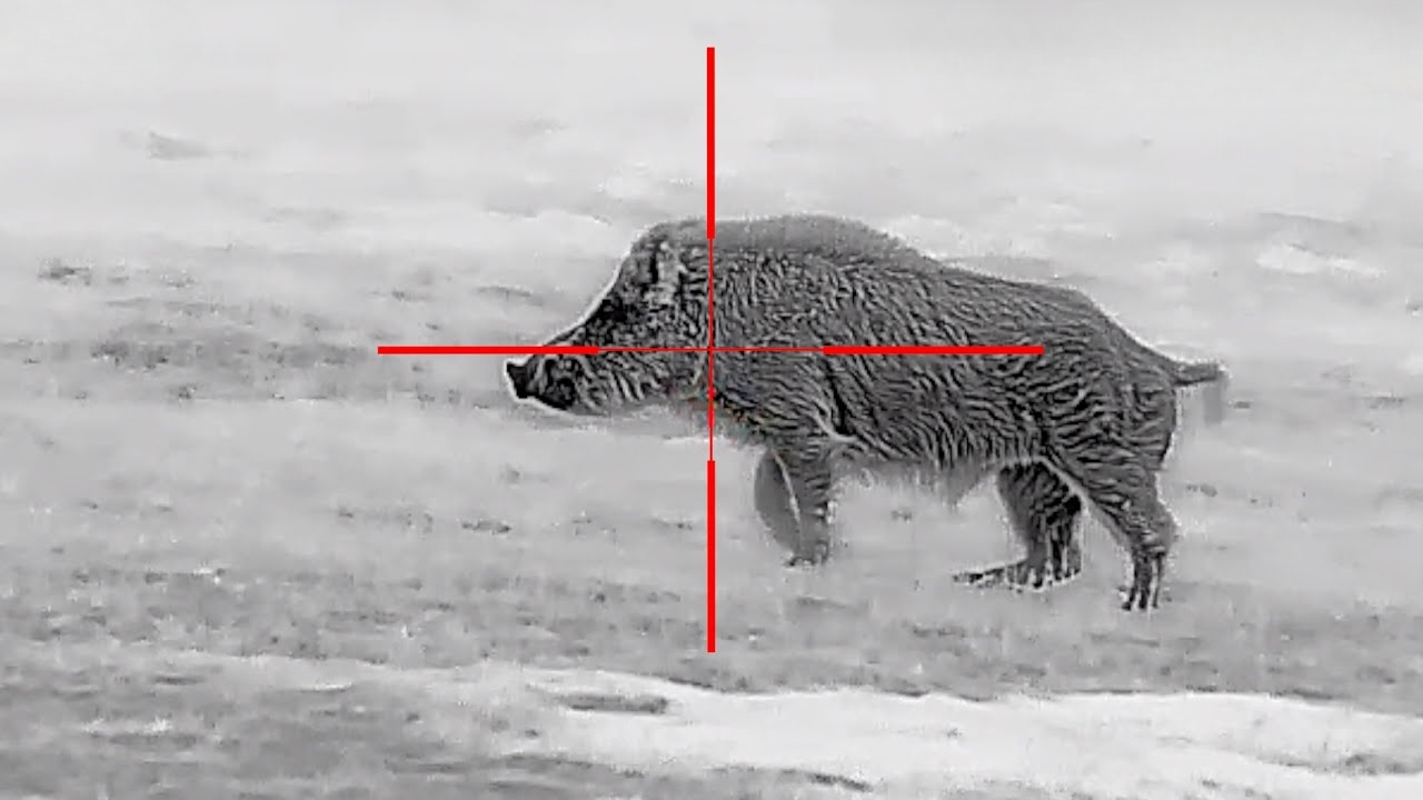 Hogs at Night: Tips for First-Time Hunters
