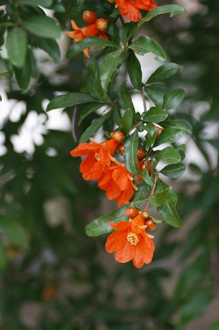L’albero da frutto che trasforma il tuo giardino: crescita rapida, zero ...