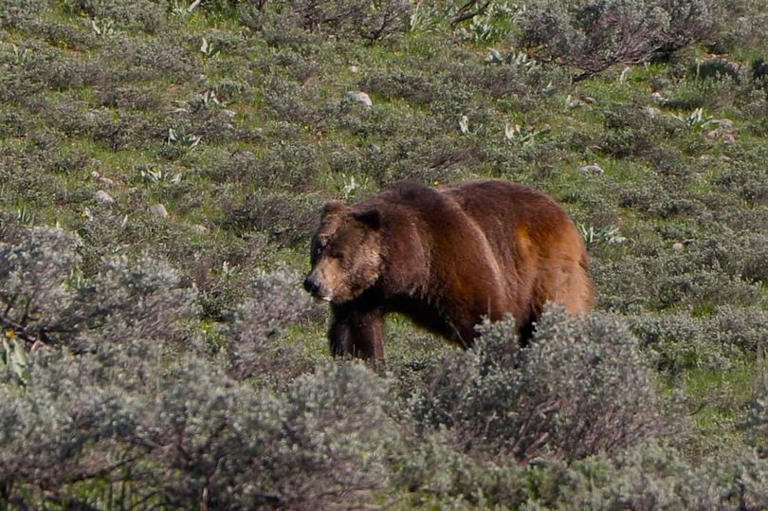 Man jumps headfirst through open car window to avoid huge grizzly bear