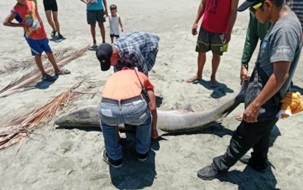 Dead blue shark found on shoreline of Aurora
