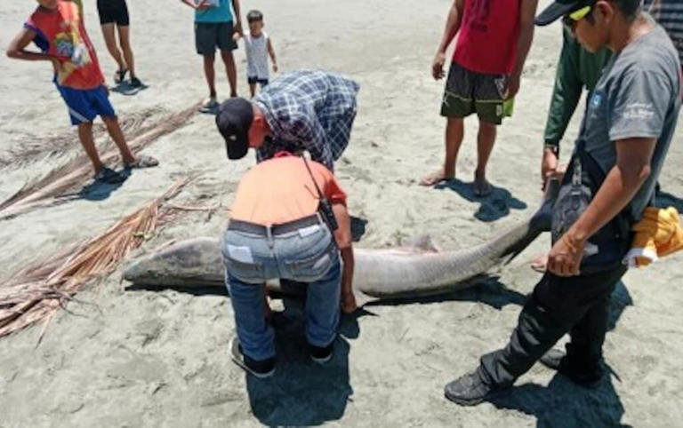 Dead blue shark found on shoreline of Aurora