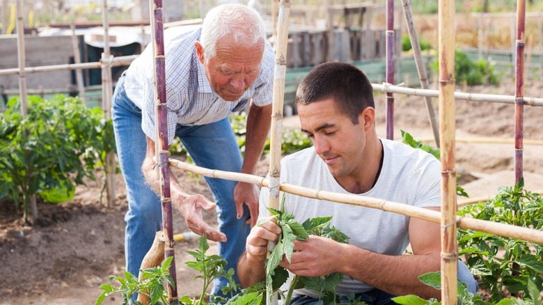 Skip The Traditional Tomato Cage And Try These 13 Alternatives To ...