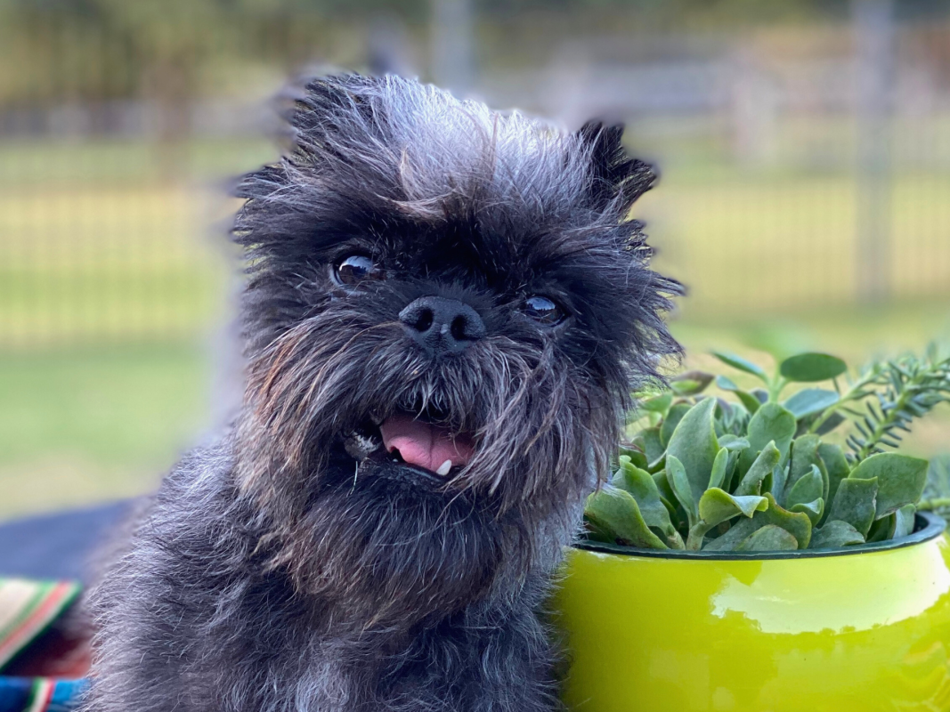9 Wild Dog Breeds That Are Chaotically Quirky