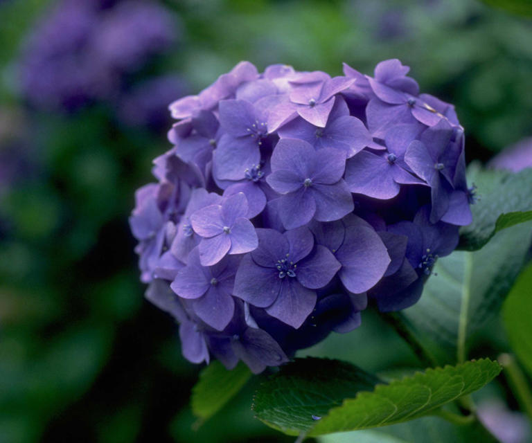 Where to never use coffee grounds in the garden – to keep your backyard ...
