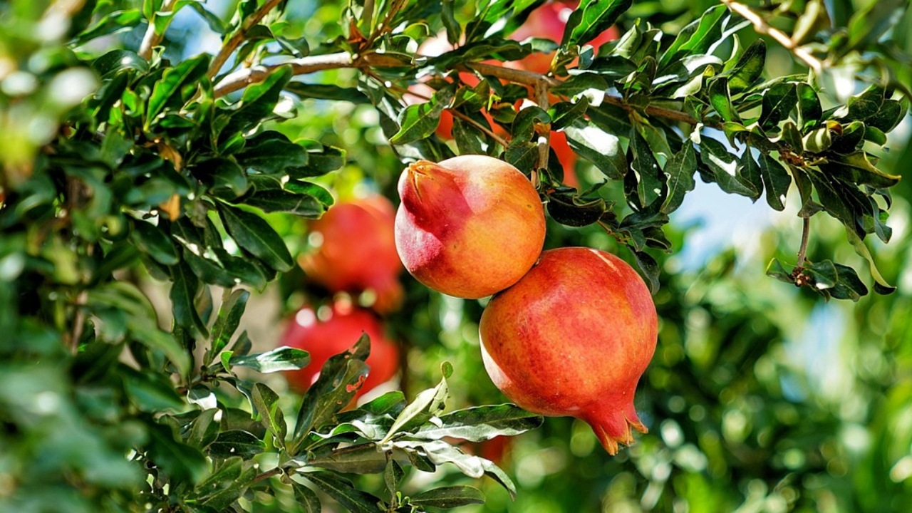 L’albero da frutto che trasforma il tuo giardino: crescita rapida, zero ...