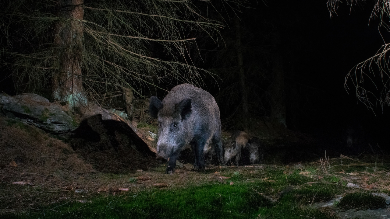 Hogs at Night: Tips for First-Time Hunters