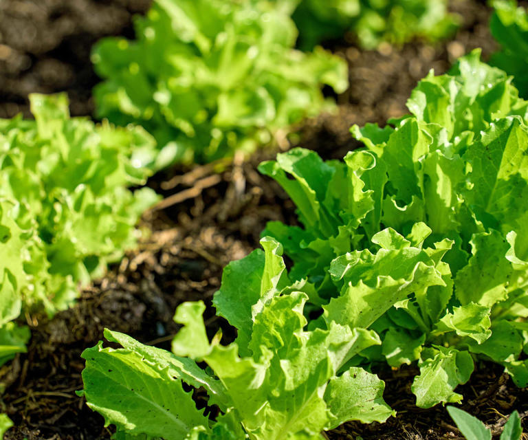 Where to never use coffee grounds in the garden – to keep your backyard ...