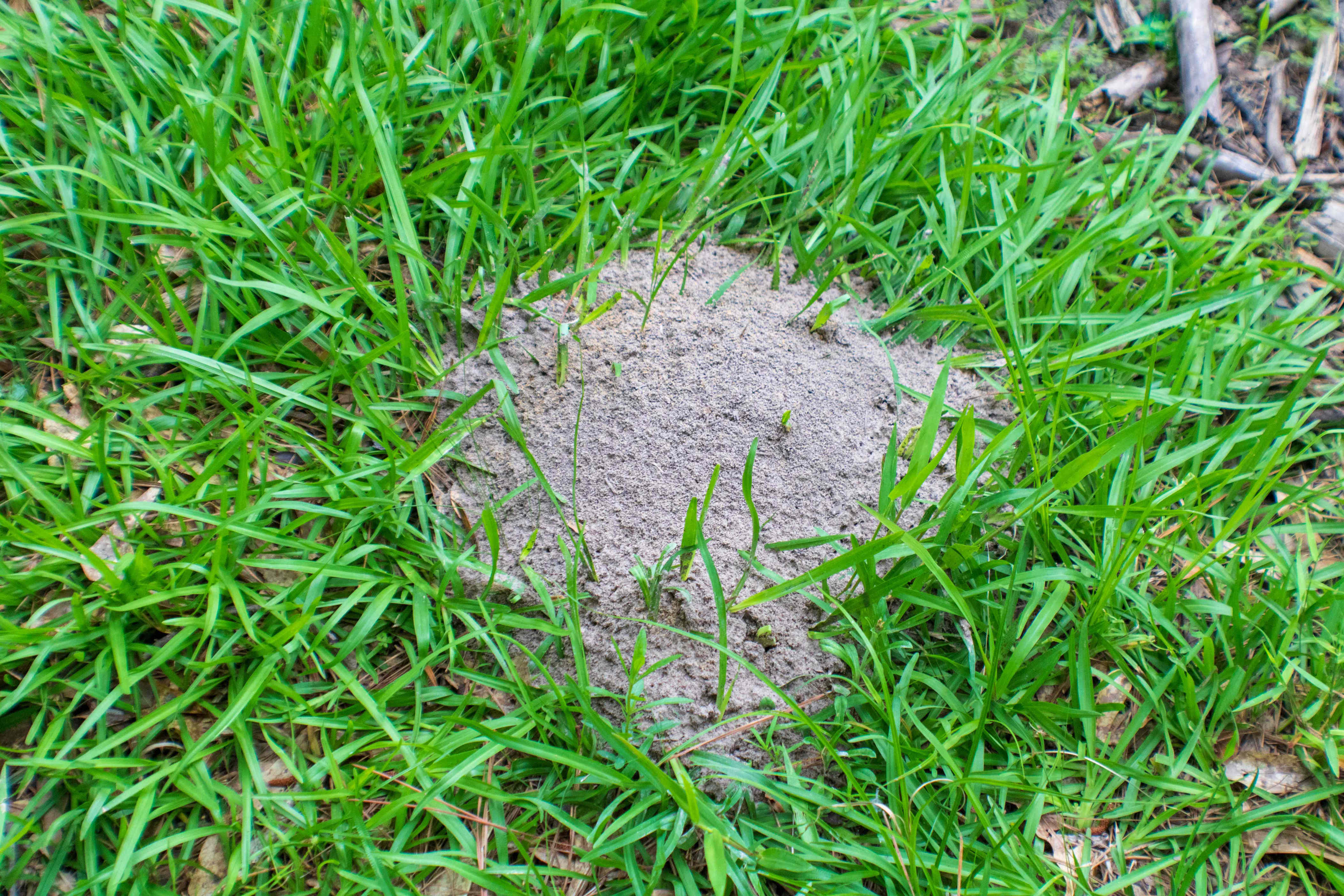 How To Keep Ants From Building Hills In Your Lawn