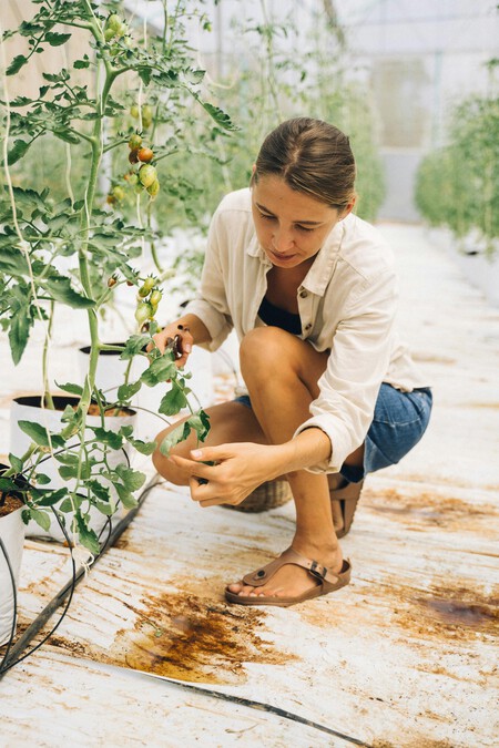 Se acabó atar los tomates a una estaca: la técnica sencilla que ahorra ...