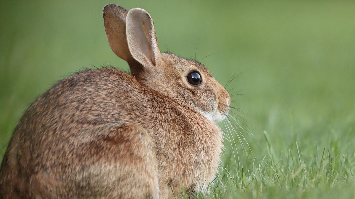 Things you need to know before deciding to adopt a rabbit