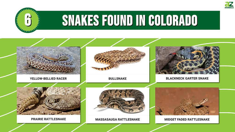 6 Snakes Found In Colorado (3 Are Venomous)