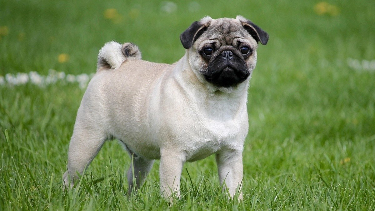 8 best dog breeds to accompany and care for a grandparent at all times