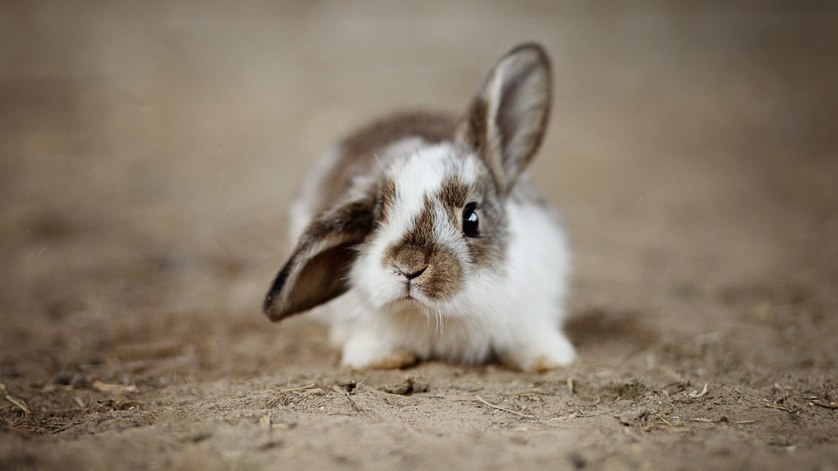 Recommendations for providing good care to a rabbit at home