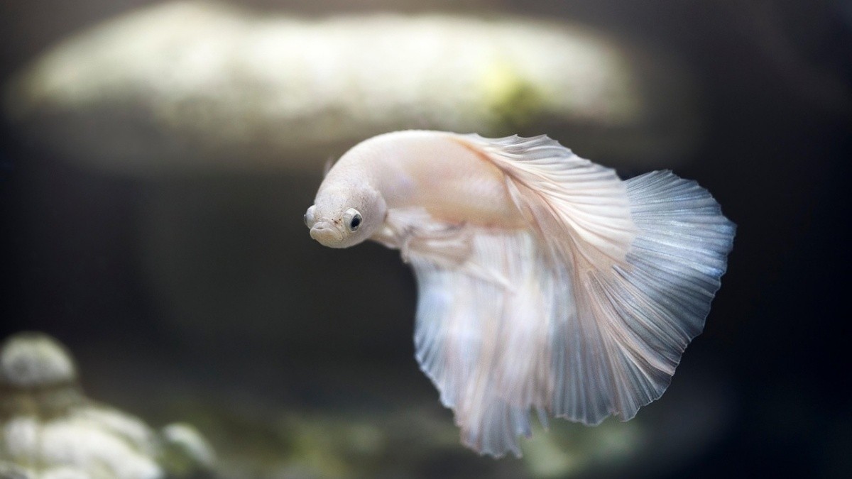 Looking for a name for your fish? You'll love these ideas