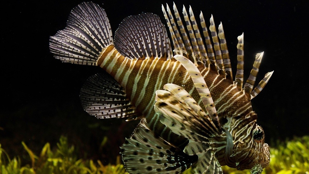 Looking for a name for your fish? You'll love these ideas
