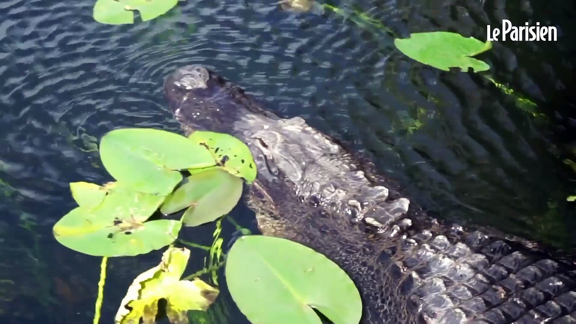 Alligator Alcatraz, une prison entourée de prédateurs en pleins Everglades