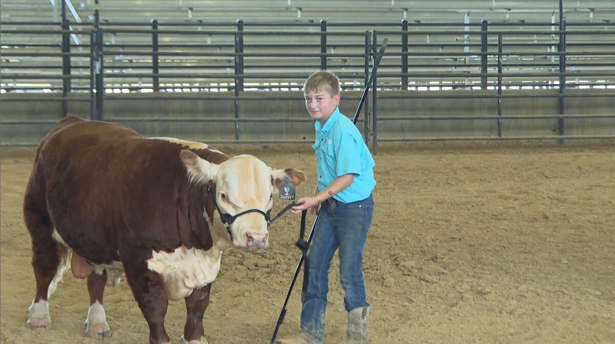 Franklin Parish Livestock Club hosts mock livestock show for 4-H youth