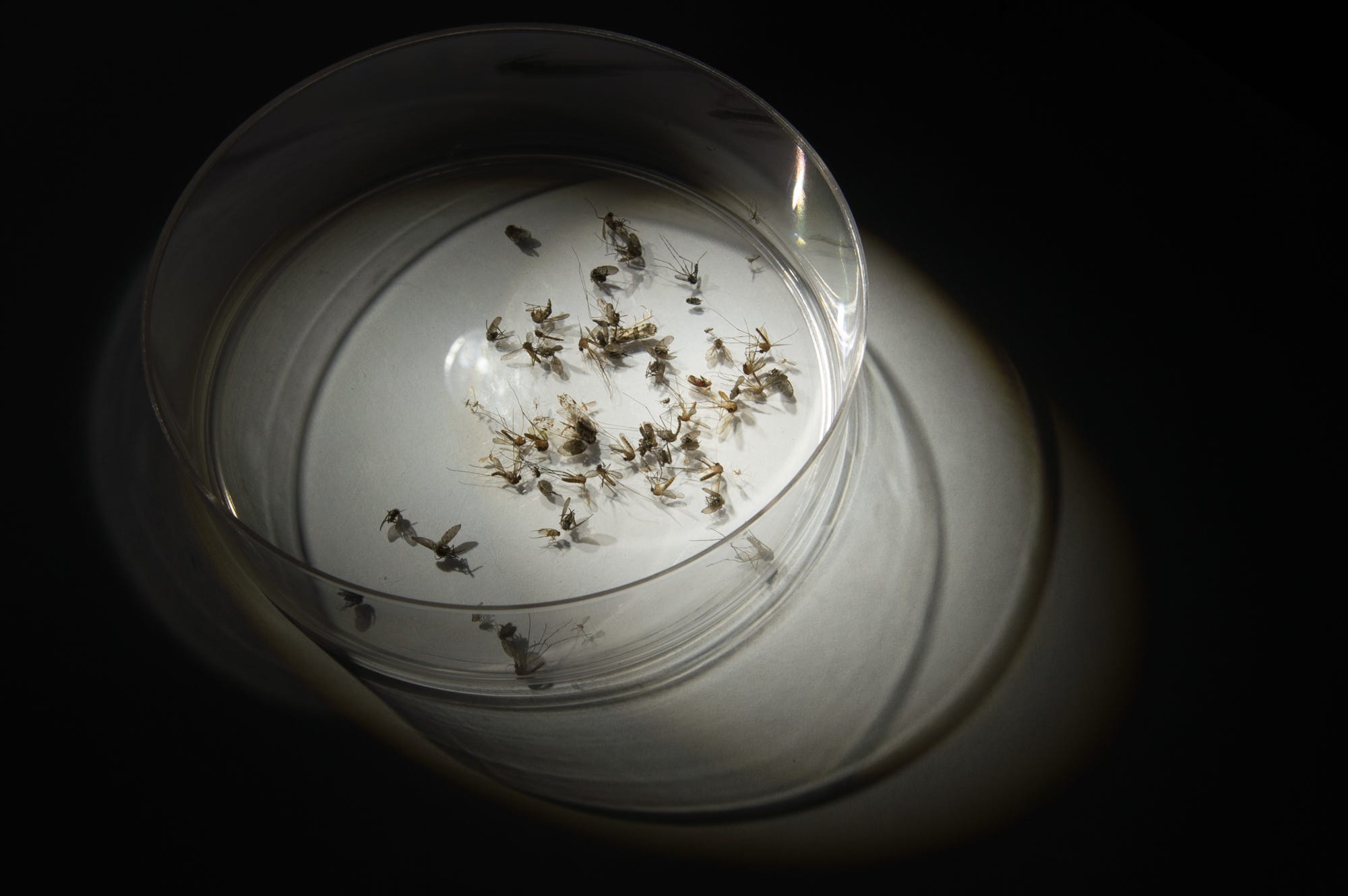 Having issues with mosquitoes? Here are some tips on how to control their numbers