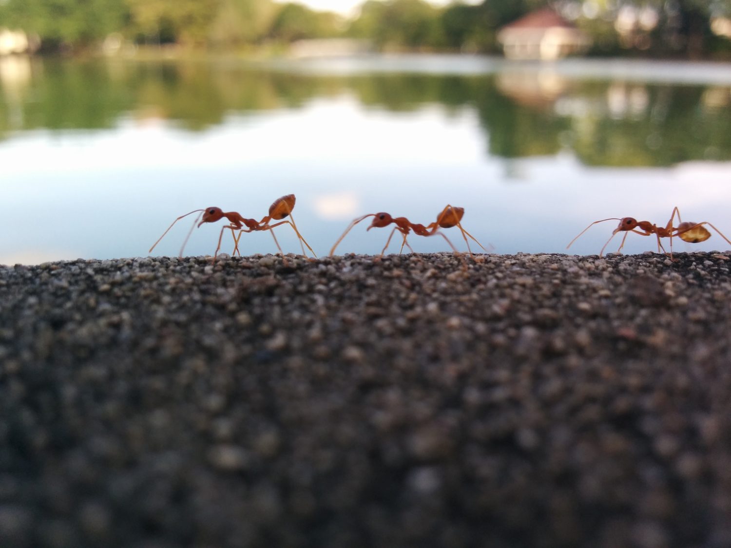 Fire Ants’ Most Impressive Survival Skill