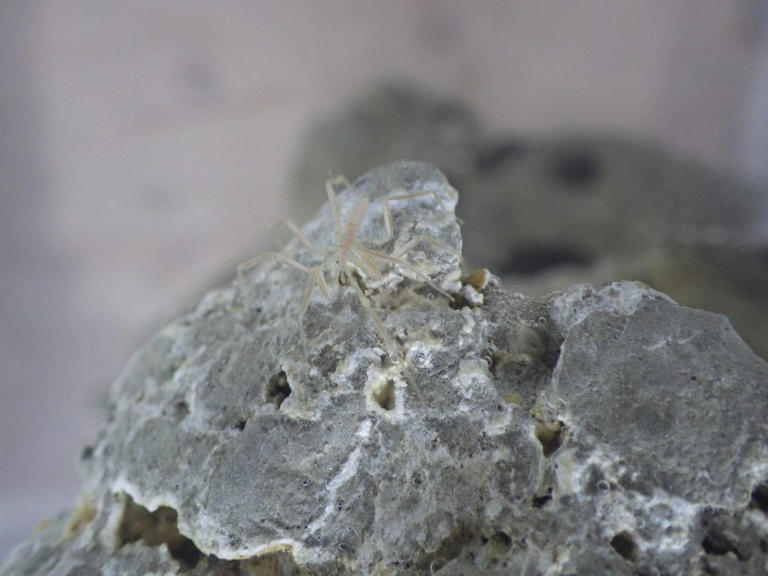 These West Coast Sea Spiders are Methane-Powered