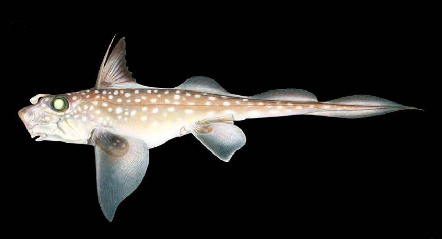 The unlikely king of the Salish Sea: Meet the Pacific Ratfish