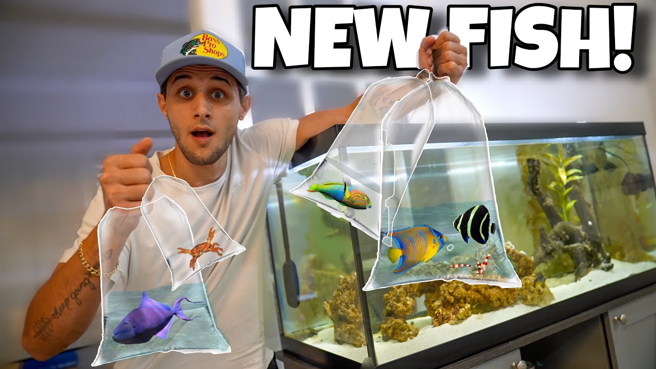 I found the most amazing fish for my tank! 🐠