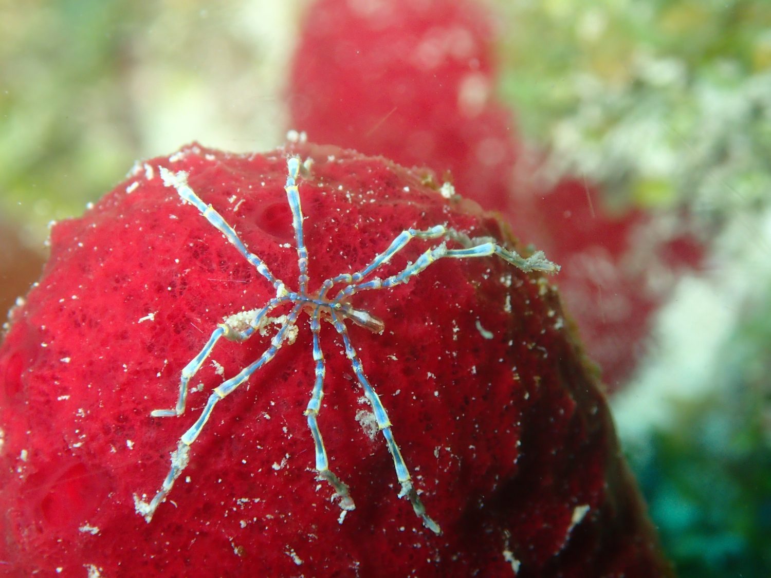These West Coast Sea Spiders are Methane-Powered