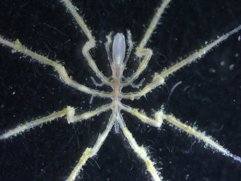 These West Coast Sea Spiders are Methane-Powered