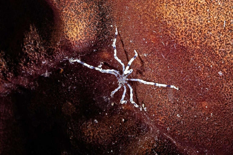 These West Coast Sea Spiders are Methane-Powered