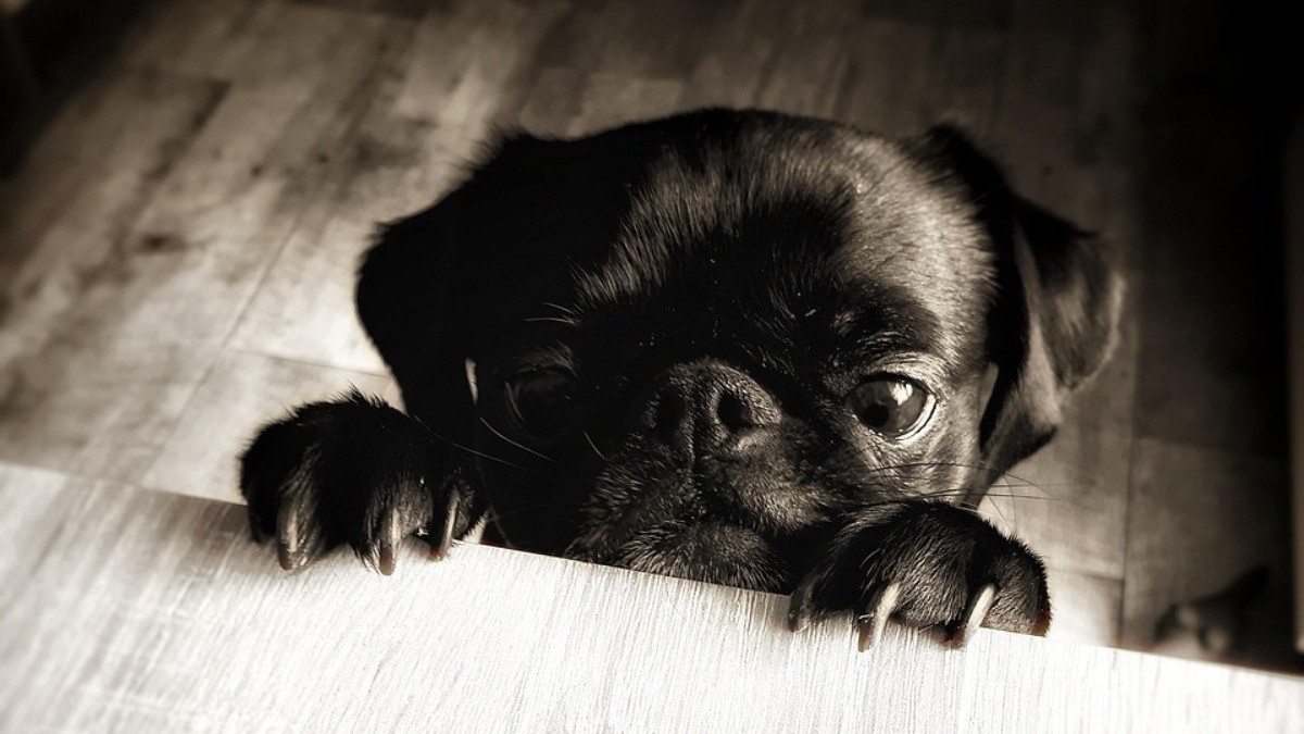 8 reasons why a pug is the most adorable choice for adopting a dog