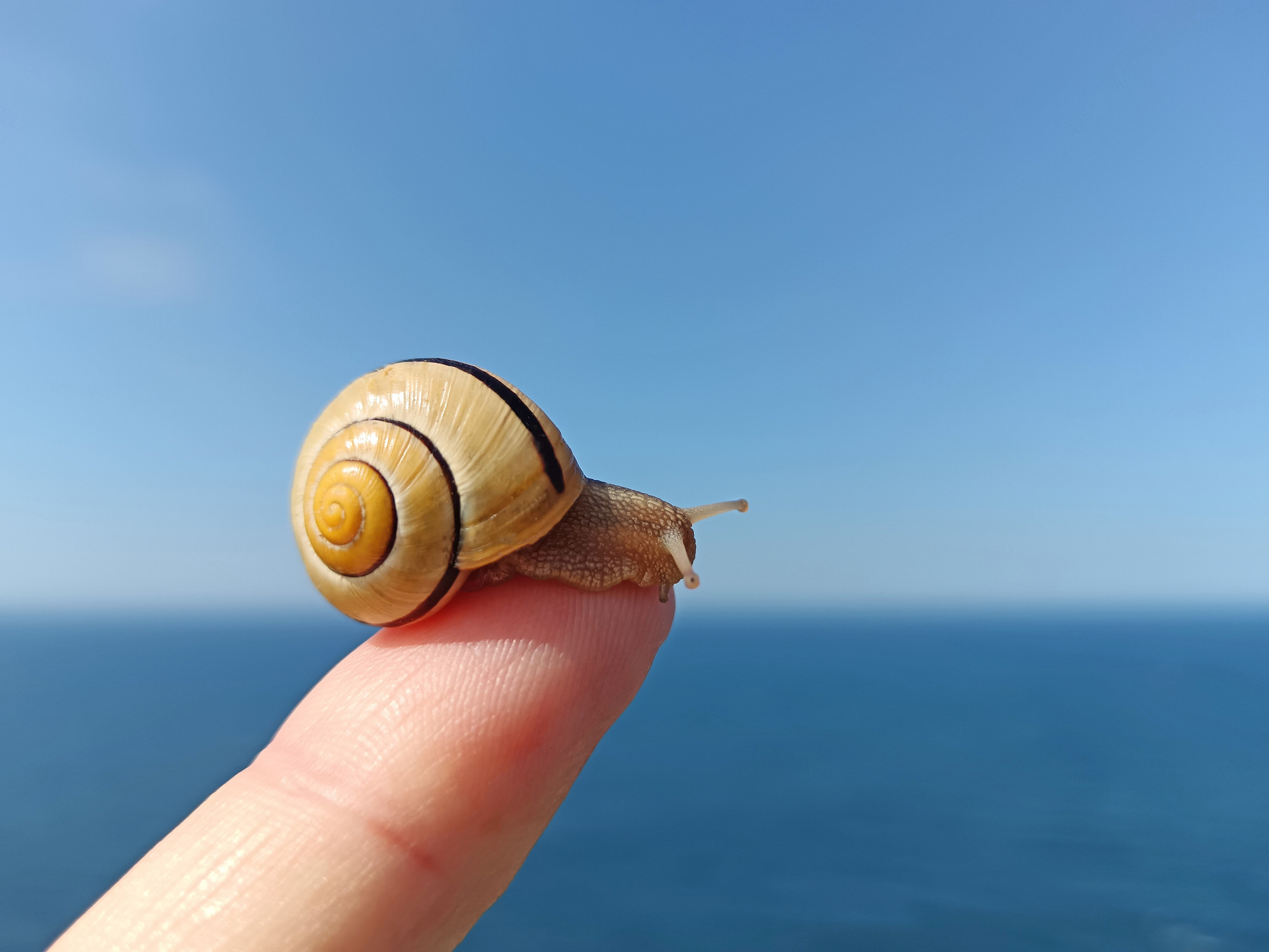 Schnecken sind stark, geschickt – und für Architekten pure Inspiration