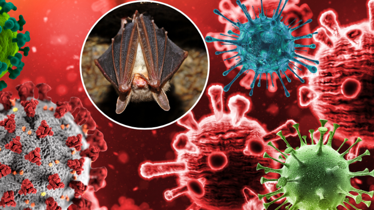 Scientists Find Over 20 New Bat Viruses In China, Warn Of “Critical ...
