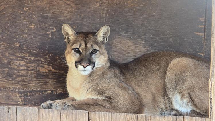 Mountain lion hit by car in January released back to wild