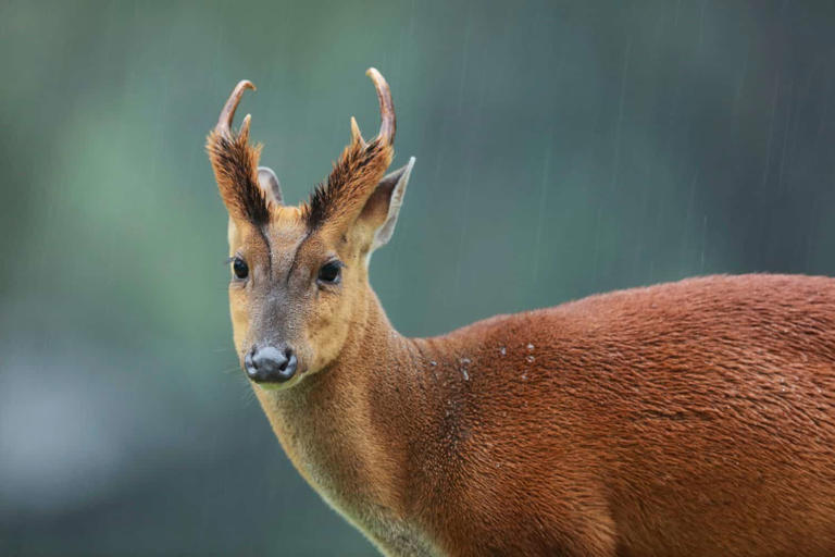 Barking in the Woods? It Might Be This Unusual Deer Species