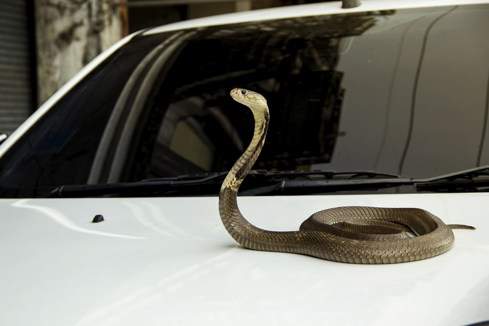 The No. 1 Sign There's a Snake in Your Car
