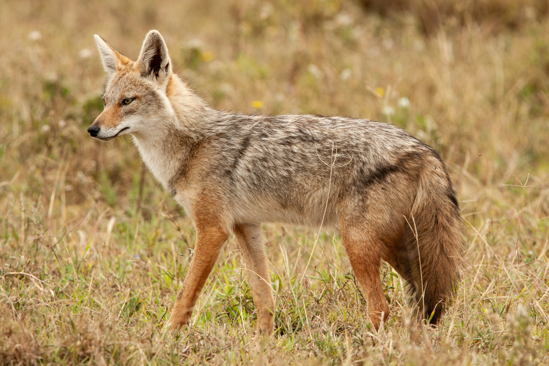 Nature's tricksters: fun facts about jackals