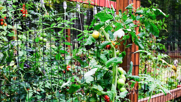 Skip The Traditional Tomato Cage And Try These 13 Alternatives To ...