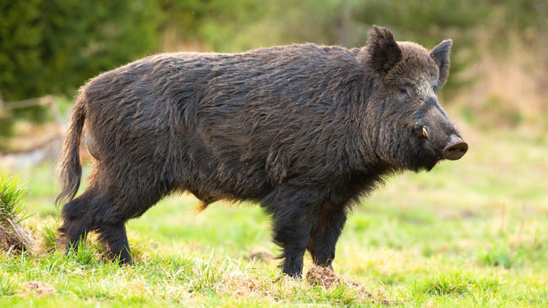 The states with the strictest feral hog hunting rules (and why they’re ...