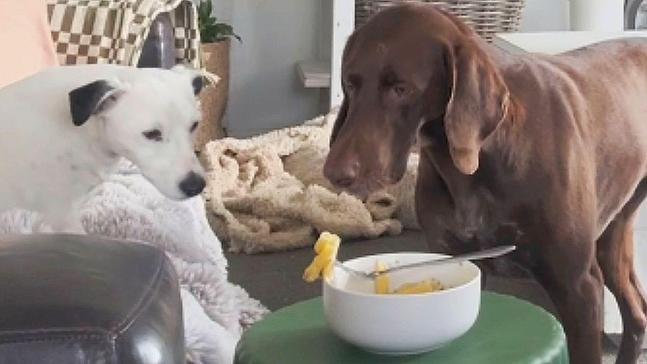 Fun-filled challenge: Two dogs desperately try not to eat owner's dinner