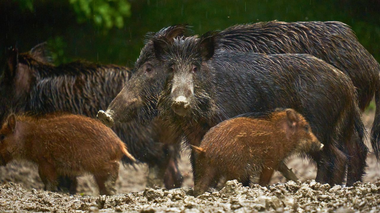 15 US states where feral hogs are expanding fastest