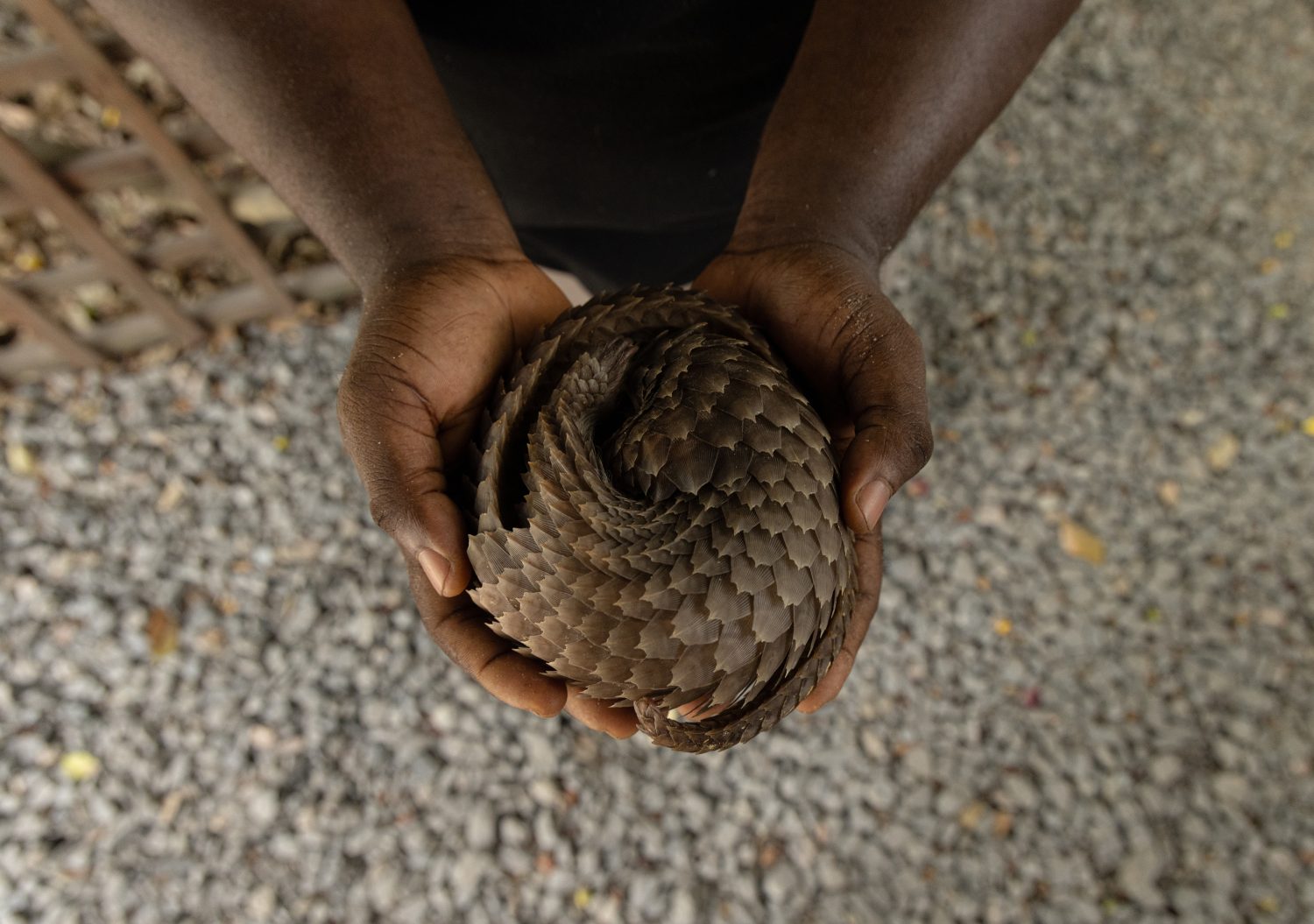 World’s biggest wildlife bust: Nearly 30,000 animals freed in global ...
