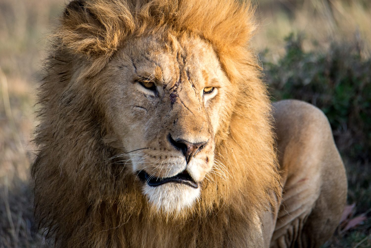 5 Animals That Could Take Down a Lion