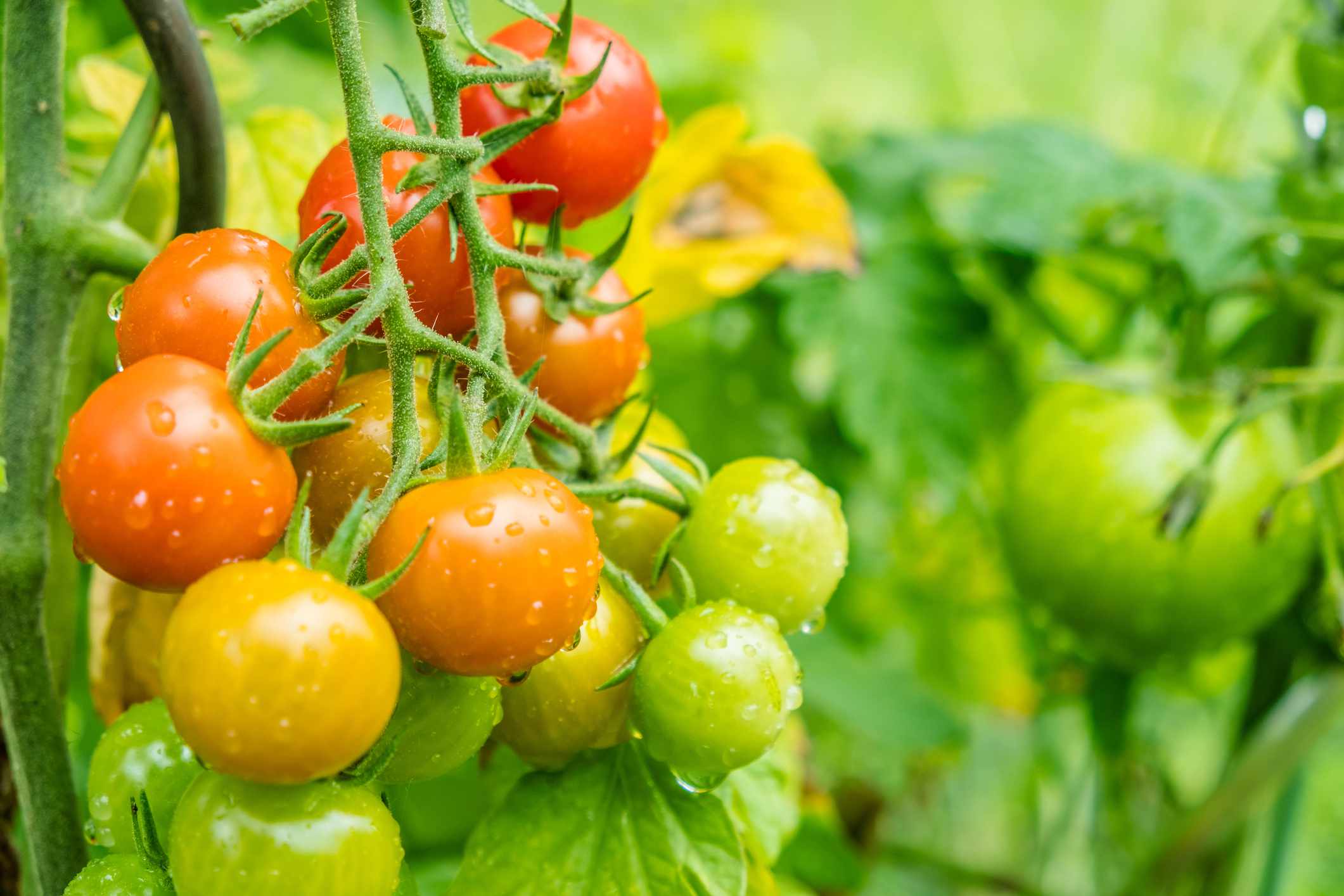9 plants you should never grow with tomatoes